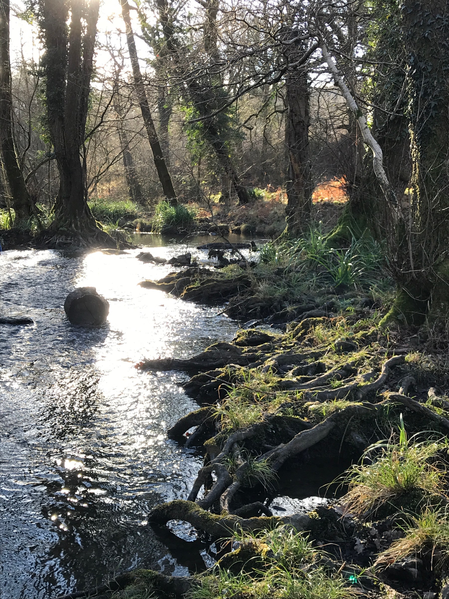 Wildlife Safaris Forest of Dean – Guided wildlife-watching in the ...