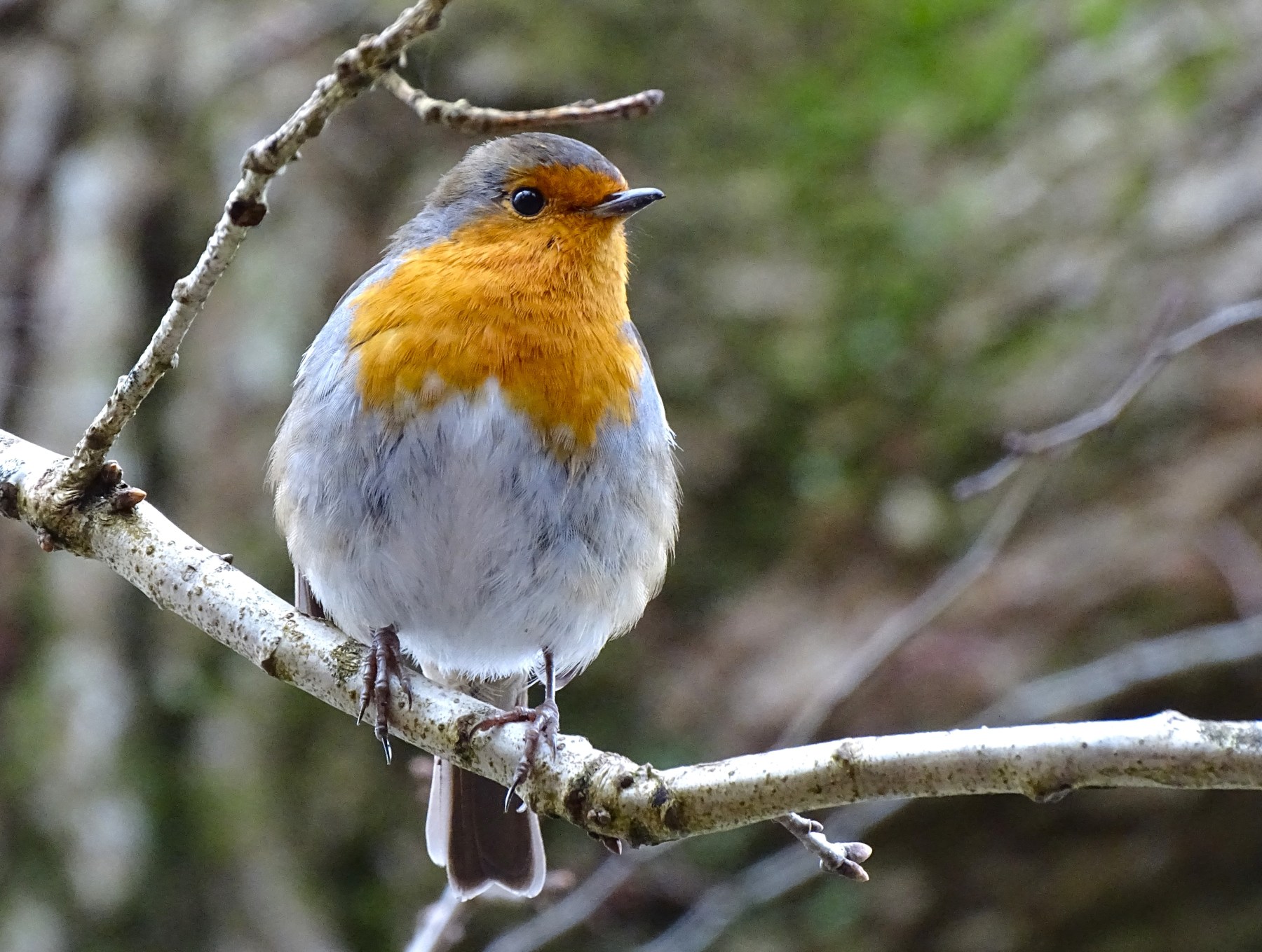Wildlife Safaris Forest of Dean – Guided wildlife-watching in the ...