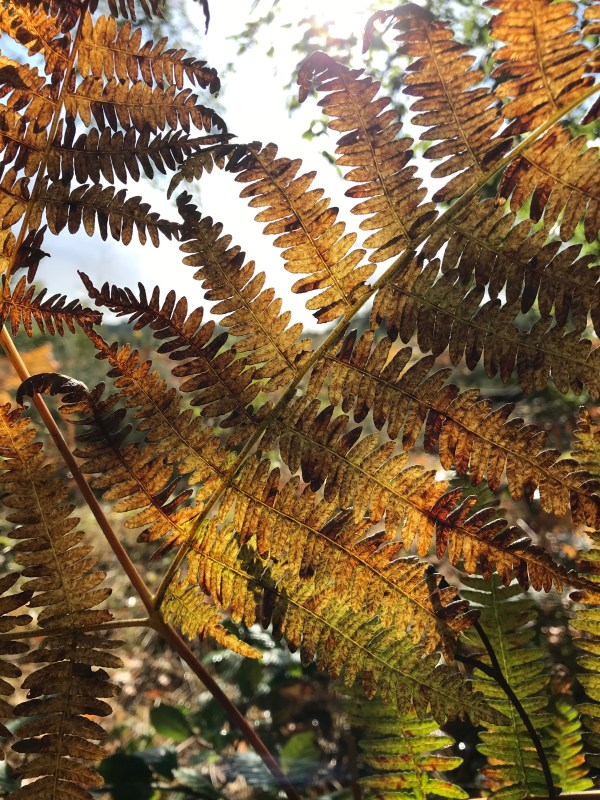 Forest wildlife – Wildlife Safaris Forest of Dean